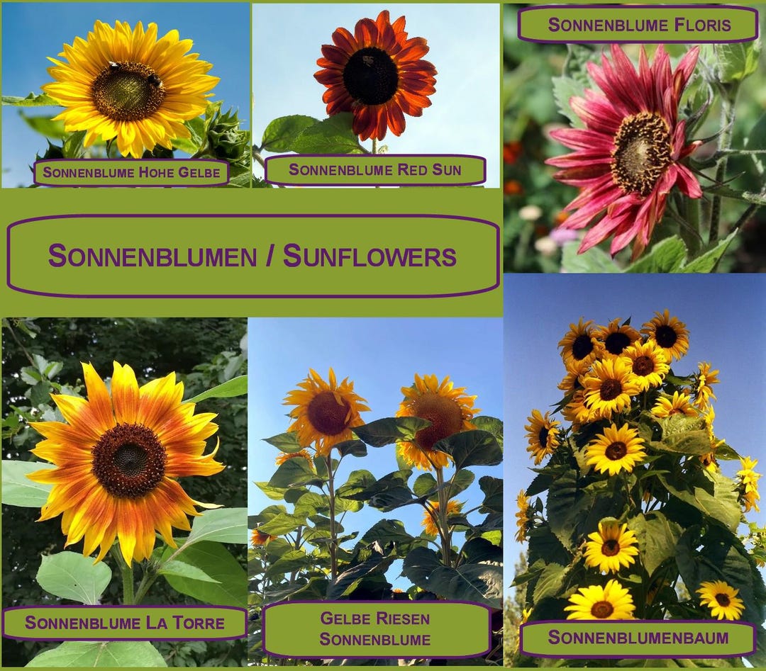 Sunflowers different varieties 20 seeds from 2024 - Floris, Red Sun, La ...