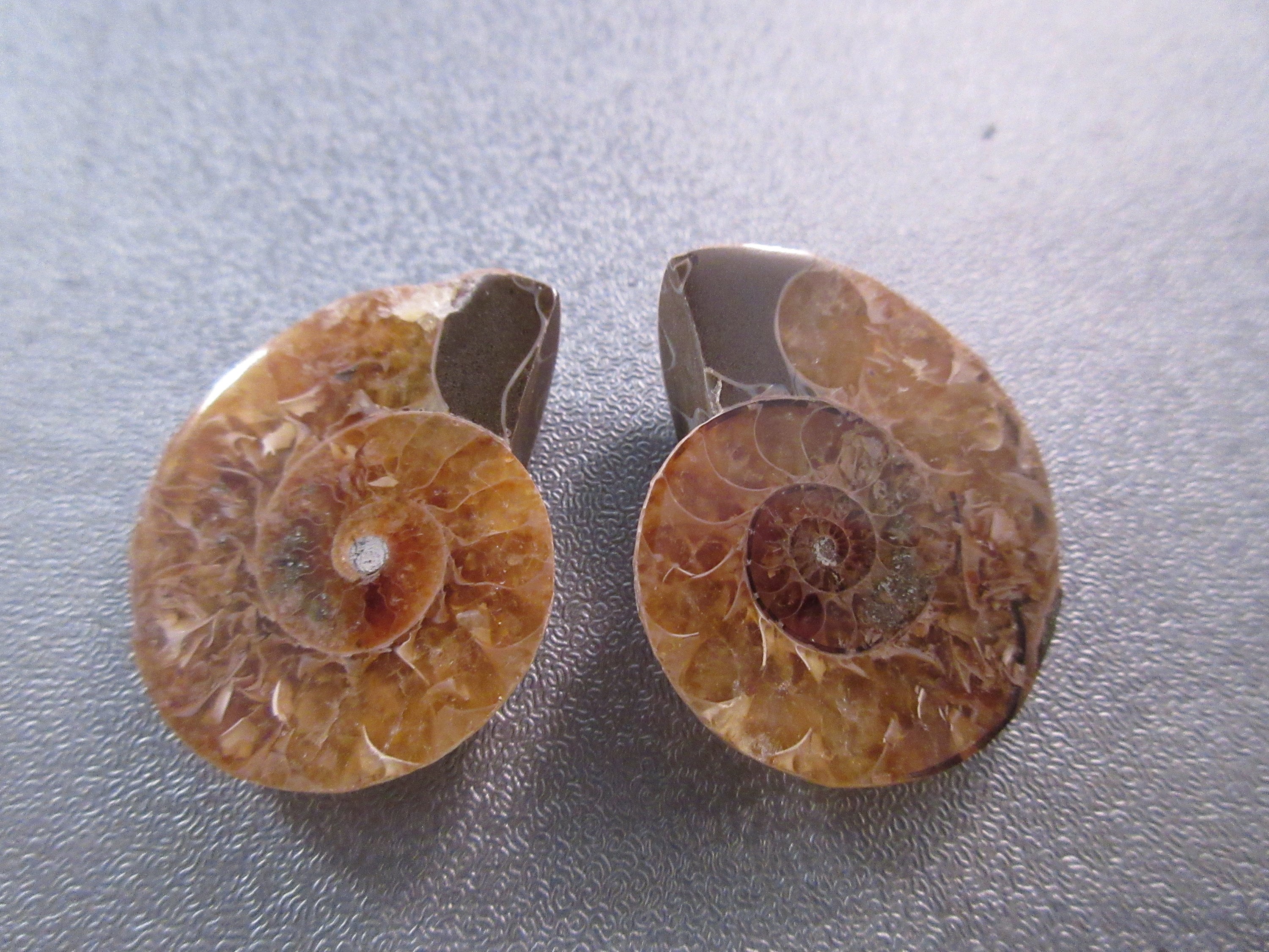 Pair of Madagascar Ammonite Fossil Nautilus Shell Cut Slices | Etsy