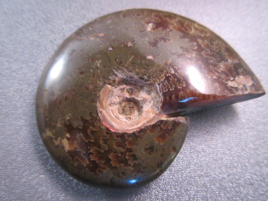 Madagascar Fossil Ammonite Specimen 1pc - Etsy