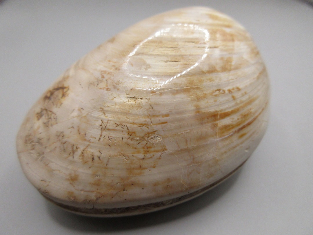 Prehistoric Madagascar Fossil Clam Bivalves Specimen 3 " X 2 1/4 " - Etsy