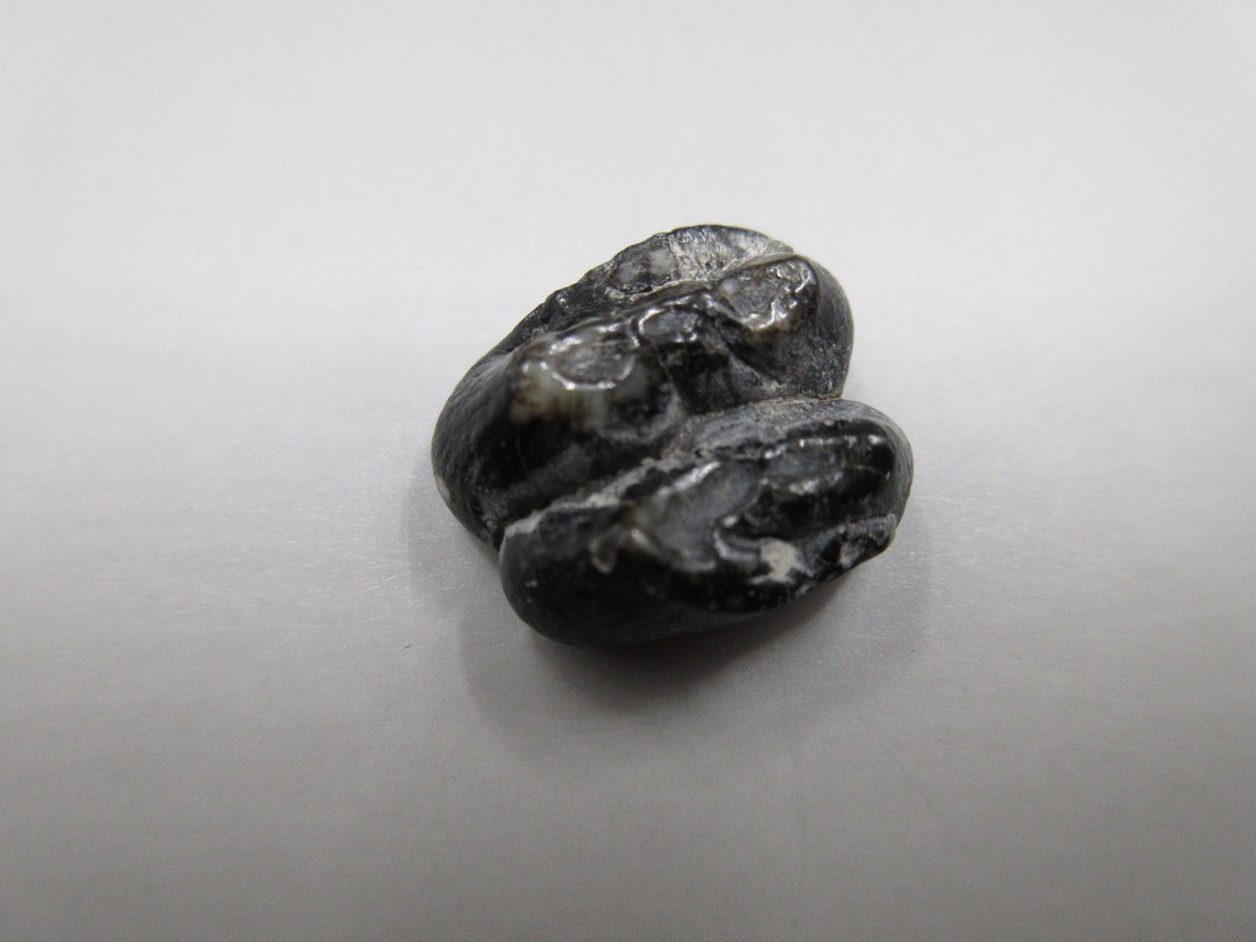 Fossilized Prehistoric Horse Tooth 1pc - Etsy