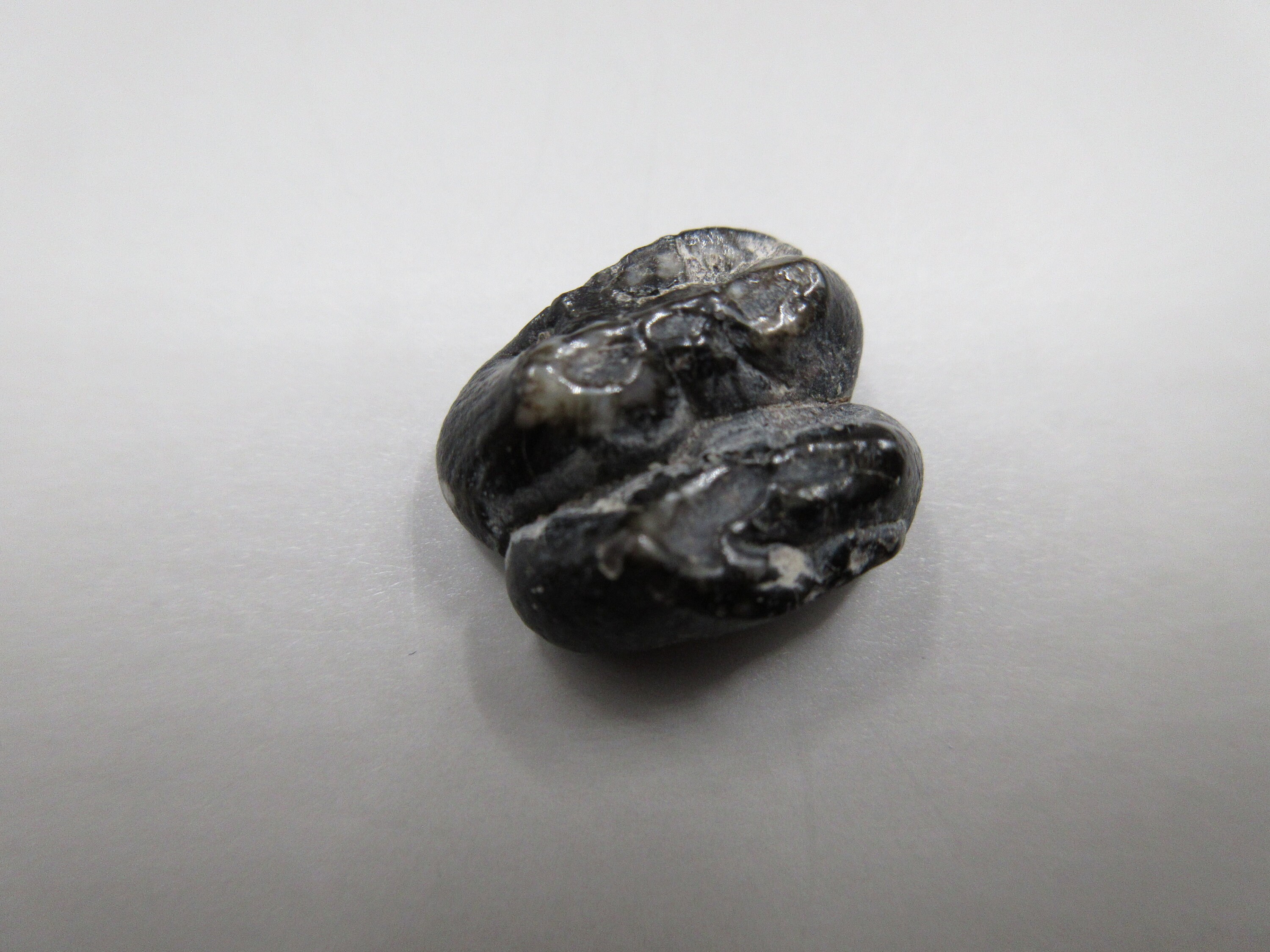 Fossilized Prehistoric Horse Tooth 1pc - Etsy