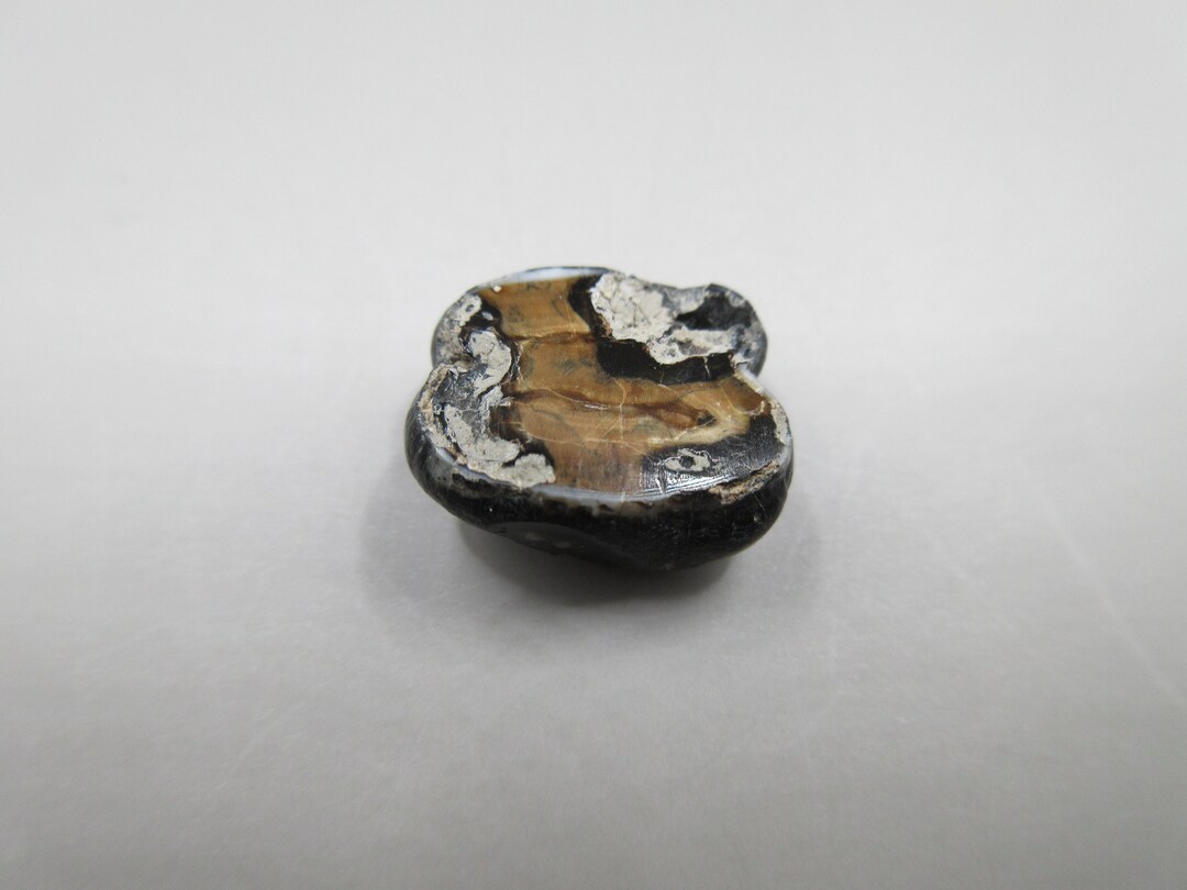 Fossilized Prehistoric Horse Tooth 1pc - Etsy