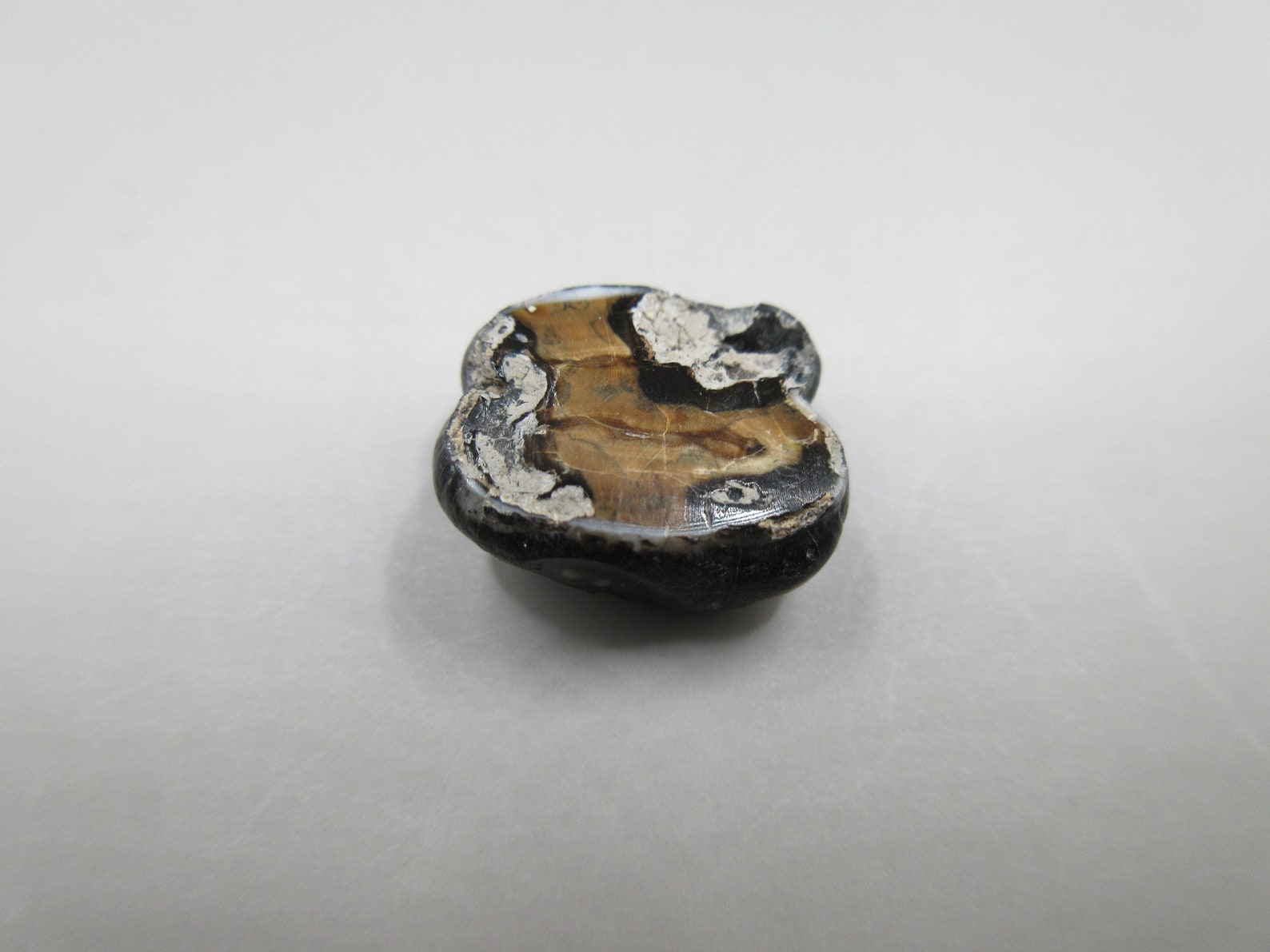 Fossilized Prehistoric Horse Tooth 1pc - Etsy