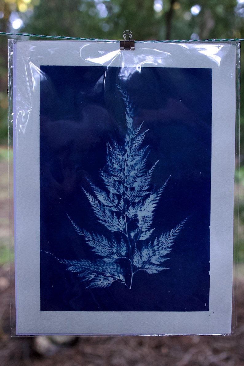 9" X 12" Original Cyanotype - Etsy