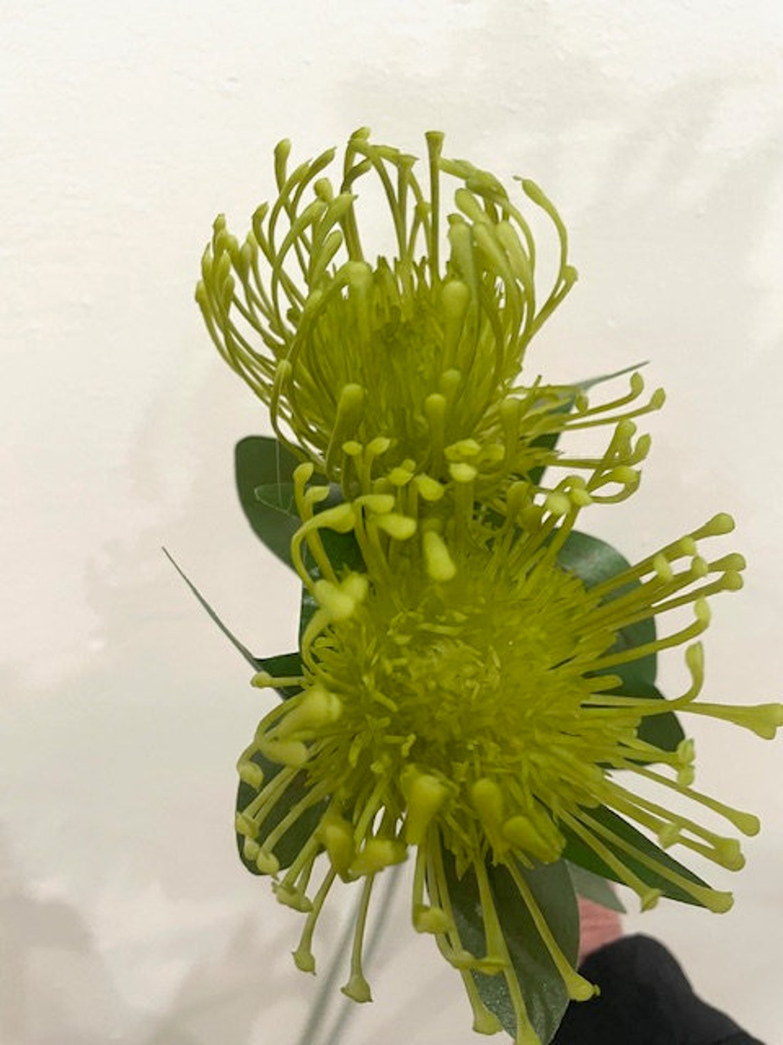 Artificial Flowers, Pincushion, Native, Australia - Etsy
