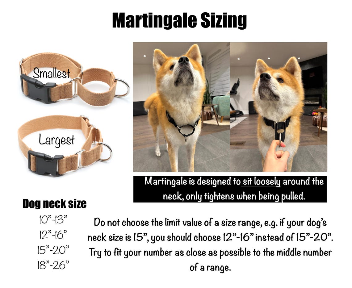 Ladybug Buggy Dog Collar, Martingale With Buckle, Personalized Engraved ...