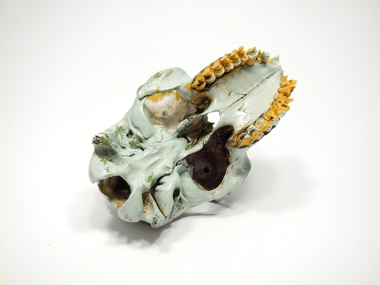 Goat Skull Real Animal Skull Macabre Pagan Decorreal Goat | Etsy