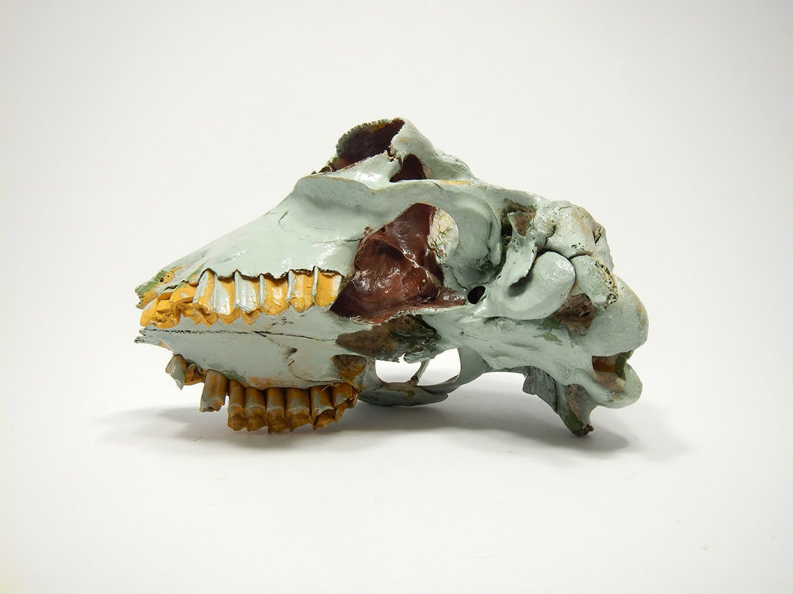 Goat Skull Real Animal Skull Macabre Pagan Decorreal Goat | Etsy