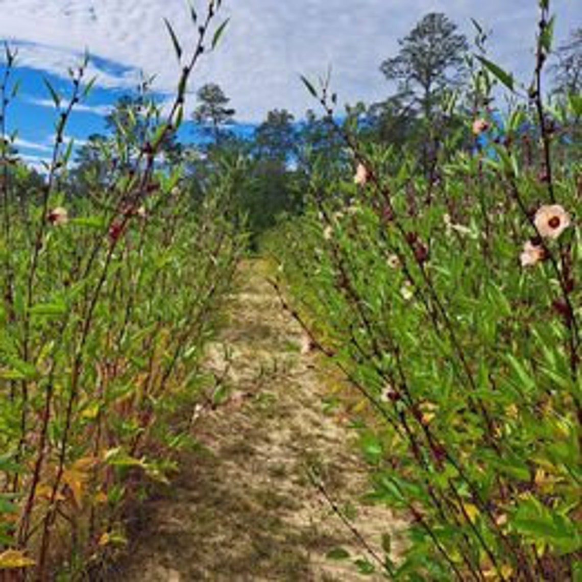 Jamaican Sorrel Flor De Jamaica Red Roselle Hibiscus Dried Flowers - Etsy