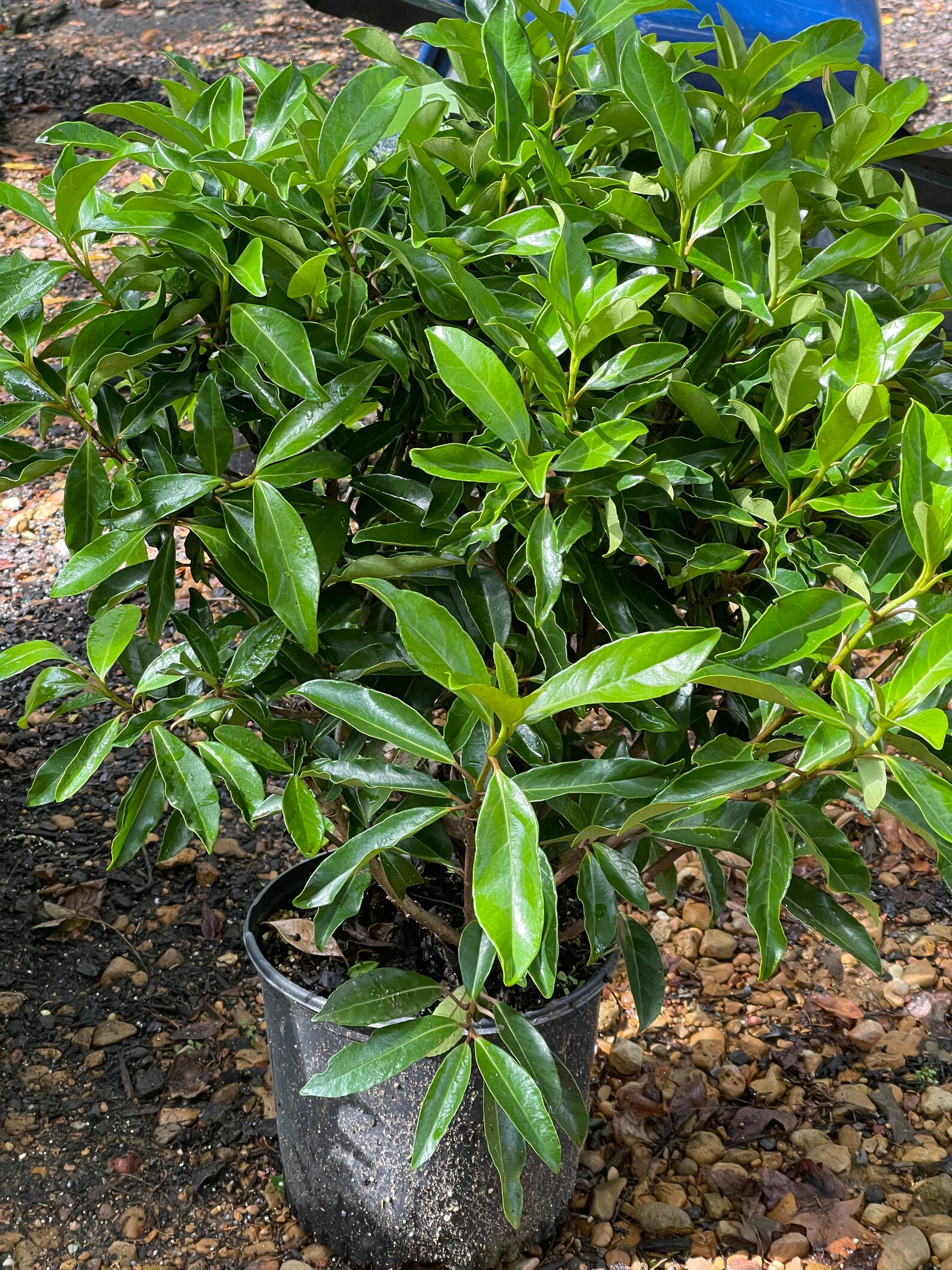 Chindo Viburnum Viburnum awabuki 'Chindo' | Etsy