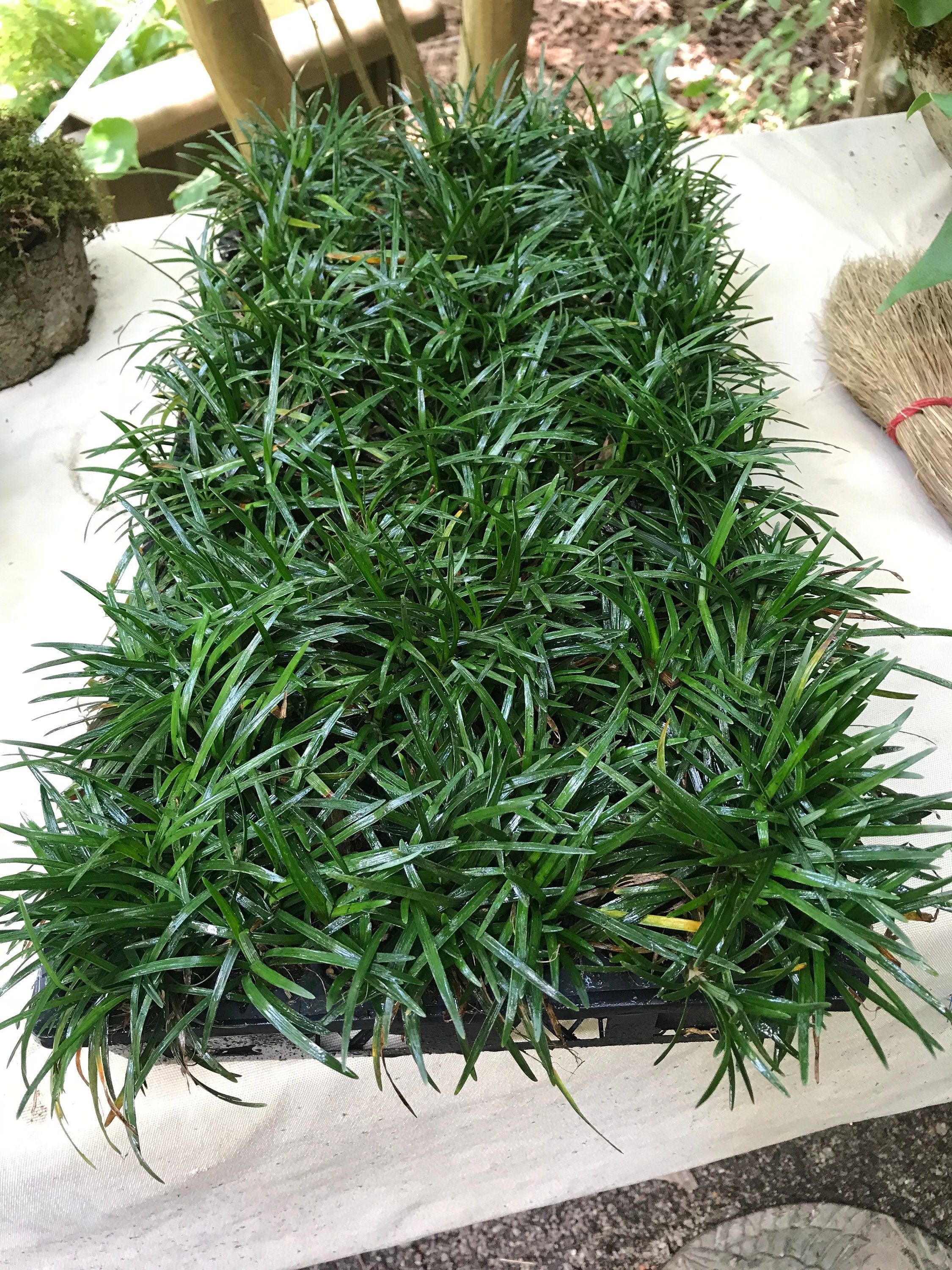 Dwarf Mondo Grass (ophiopogon Japonicus 'nana') Flats of Eighteen 3.5 ...