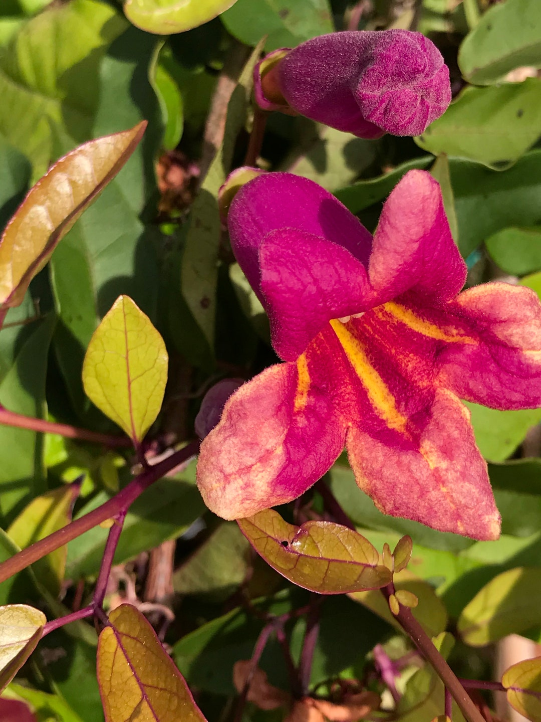 Crossvine 'shalimar Red' bignonia Capreolata - Etsy