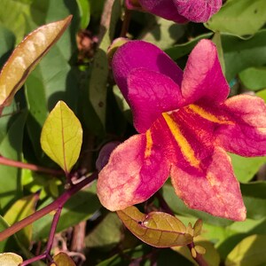 Crossvine 'shalimar Red' bignonia Capreolata - Etsy