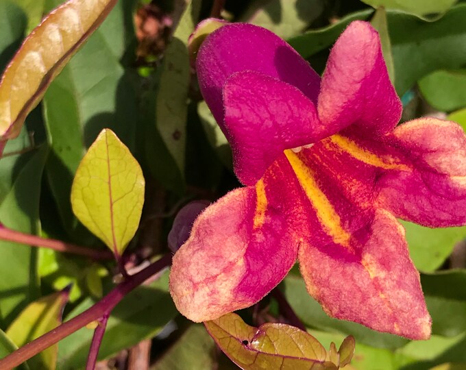 Crossvine 'shalimar Red' (bignonia Capreolata) - Etsy