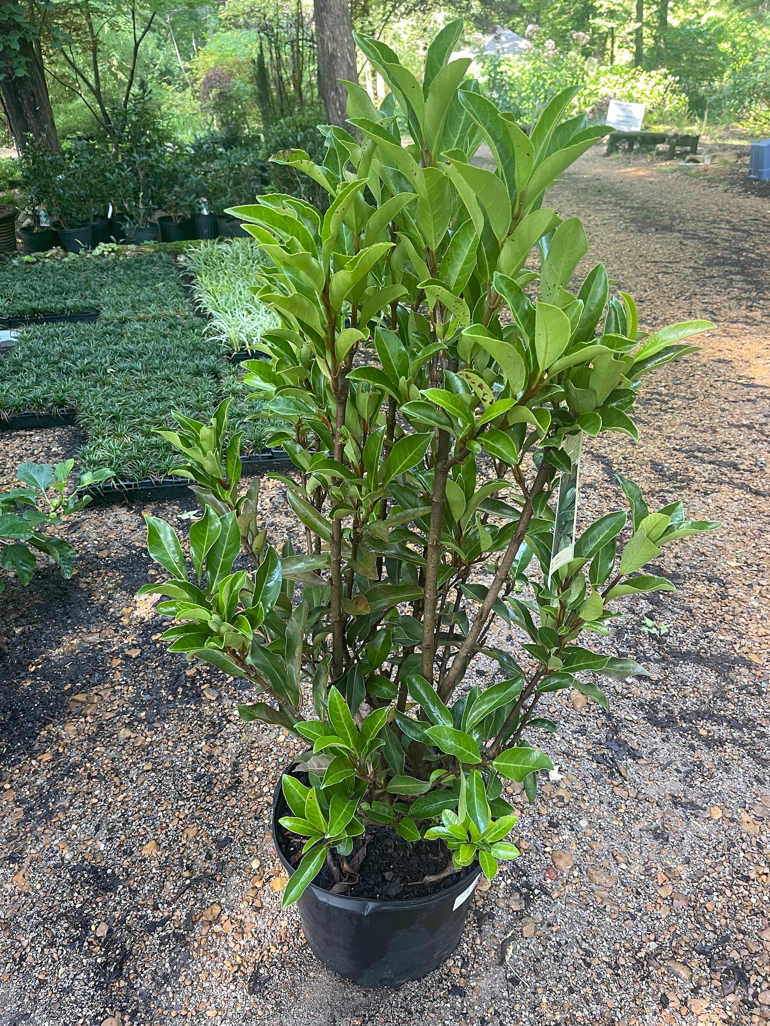 Chindo Viburnum viburnum Awabuki 'chindo' | Etsy