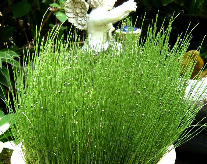 Dwarf Horsetail (equisetum Scirpoides Var. Striatum) - Etsy