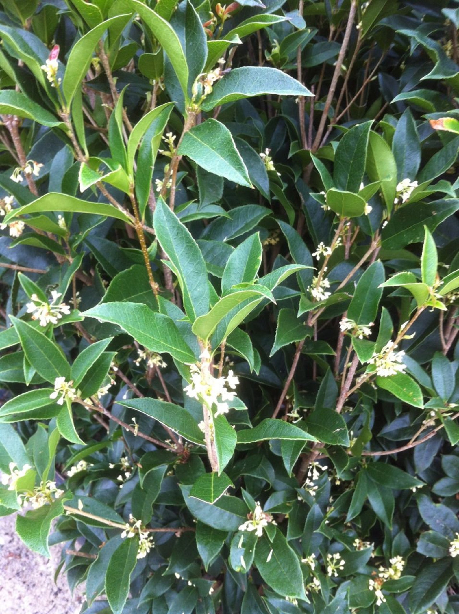 Very Large Tea Olive (osmanthus Fragrans) - White Flowering - Etsy