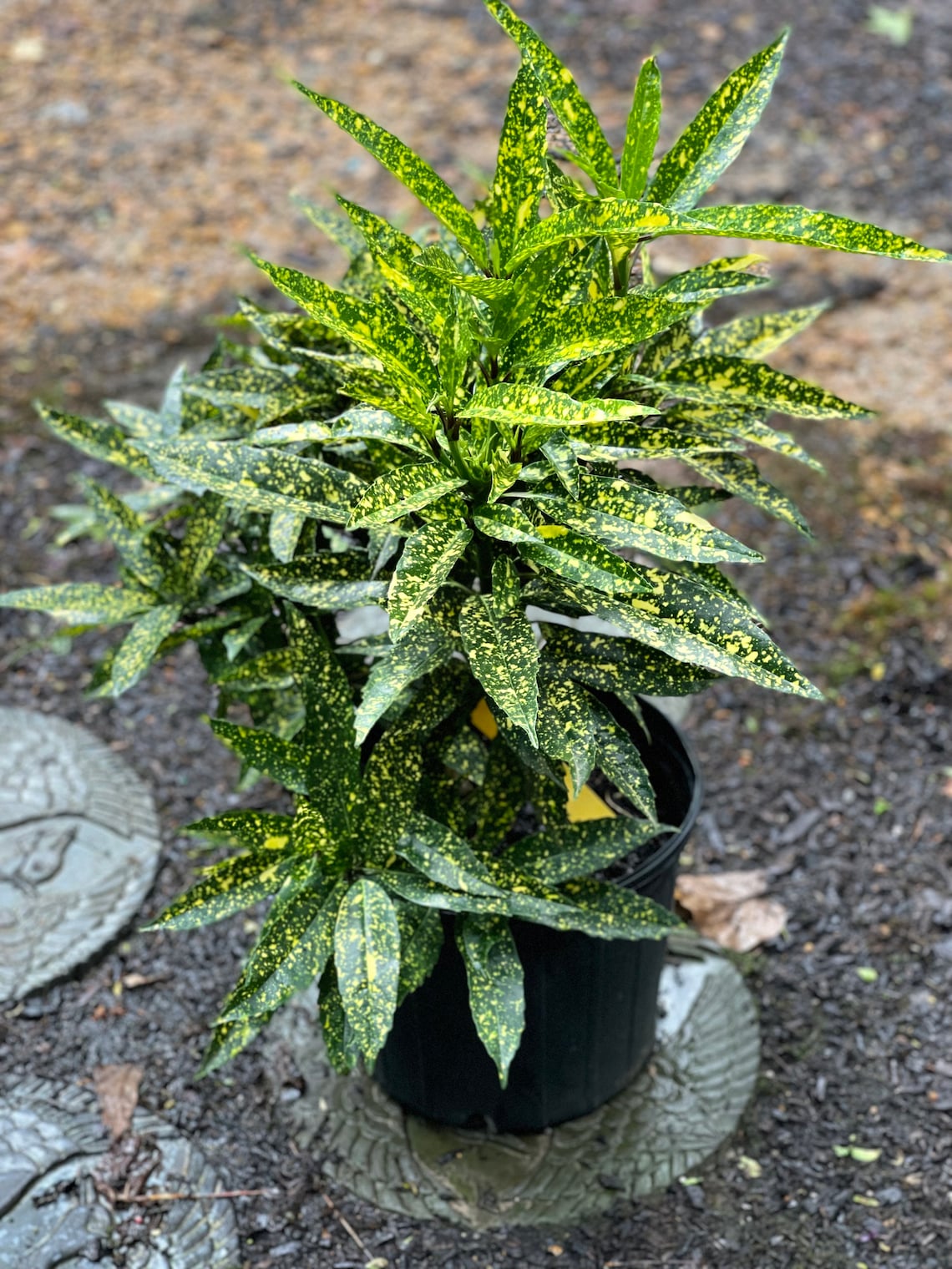 Variegated Gold Dust Plant (aucuba Japonica 'variegata') - Etsy