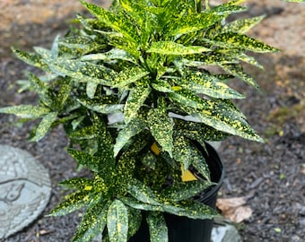Aucuba Gold Dust, Aucuba Japonica 'variegata', Spotted Laurel, Shade ...
