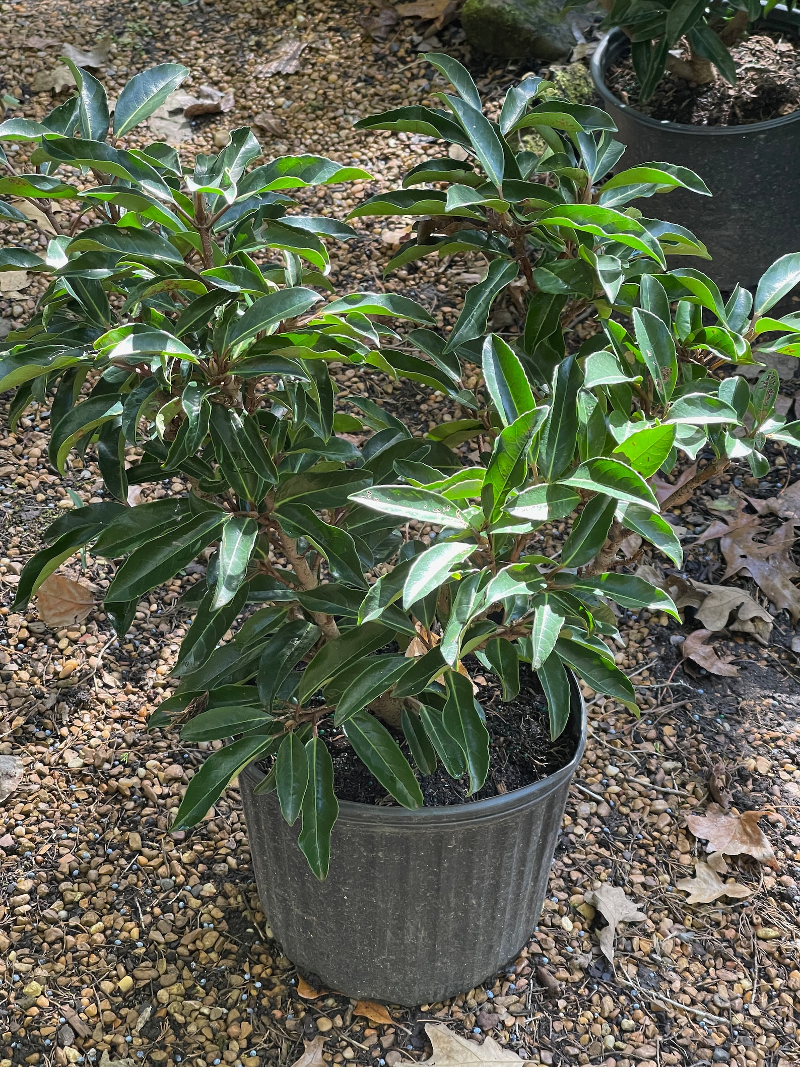 Chindo Viburnum (viburnum Awabuki 'chindo') - Etsy