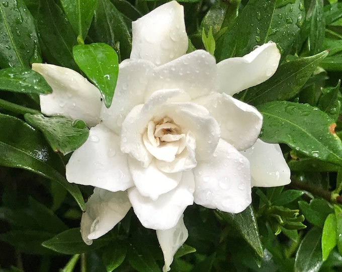 Jubilation Gardenia gardenia Jasminoides - Etsy
