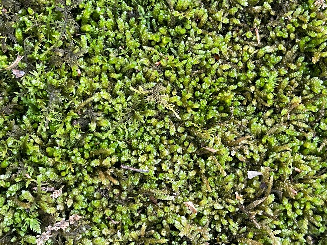 Fresh Mixed Moss Perfect for Terrariums and Bonsai - Two 9x12 Inch ...