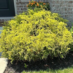 Sun Gold False Cypress (chamaecyparis Pisifera 'sun Gold') 5 Gallon - Etsy