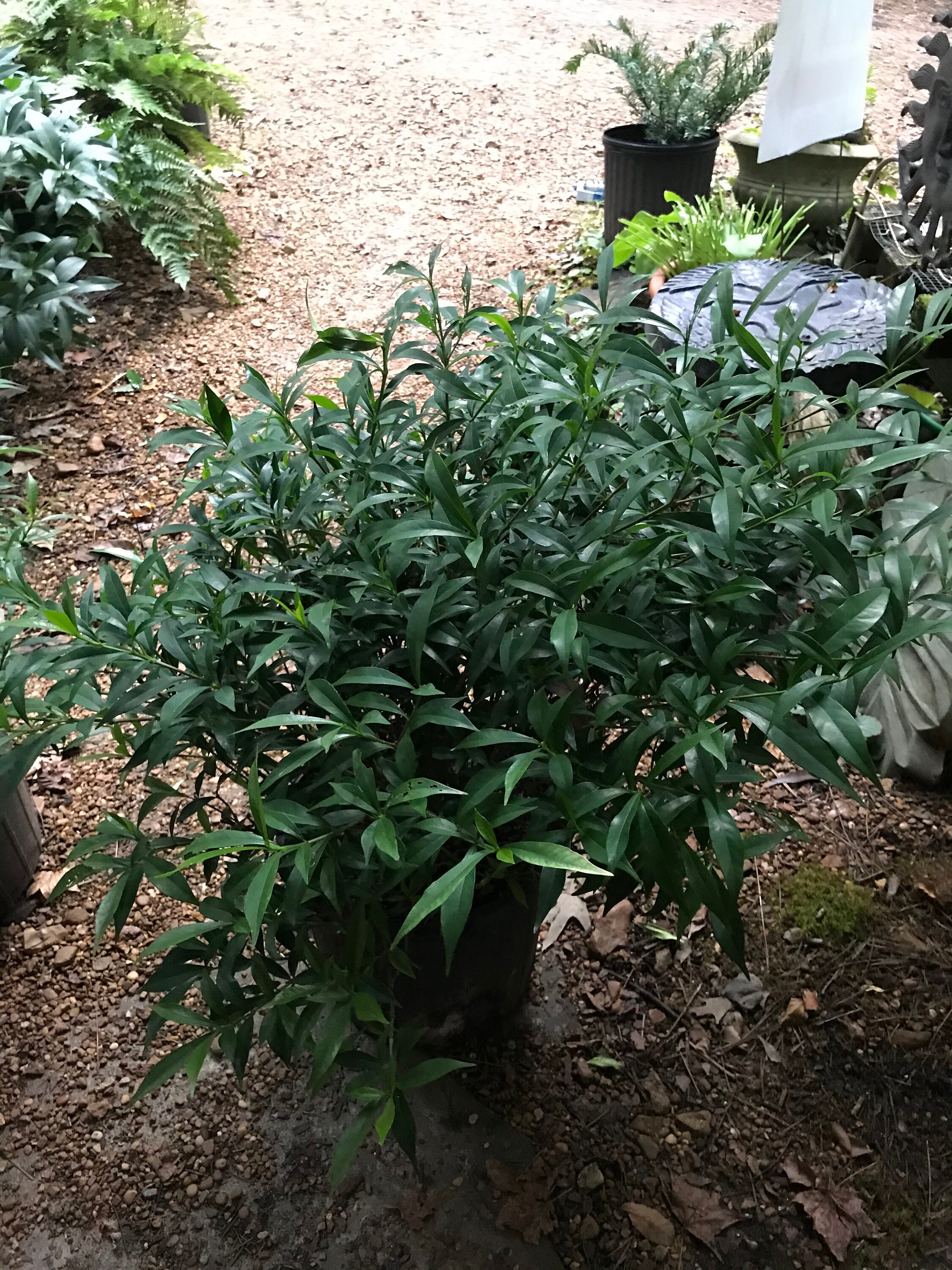 Frost Proof Gardenia (gardenia Jasminoides) - Etsy