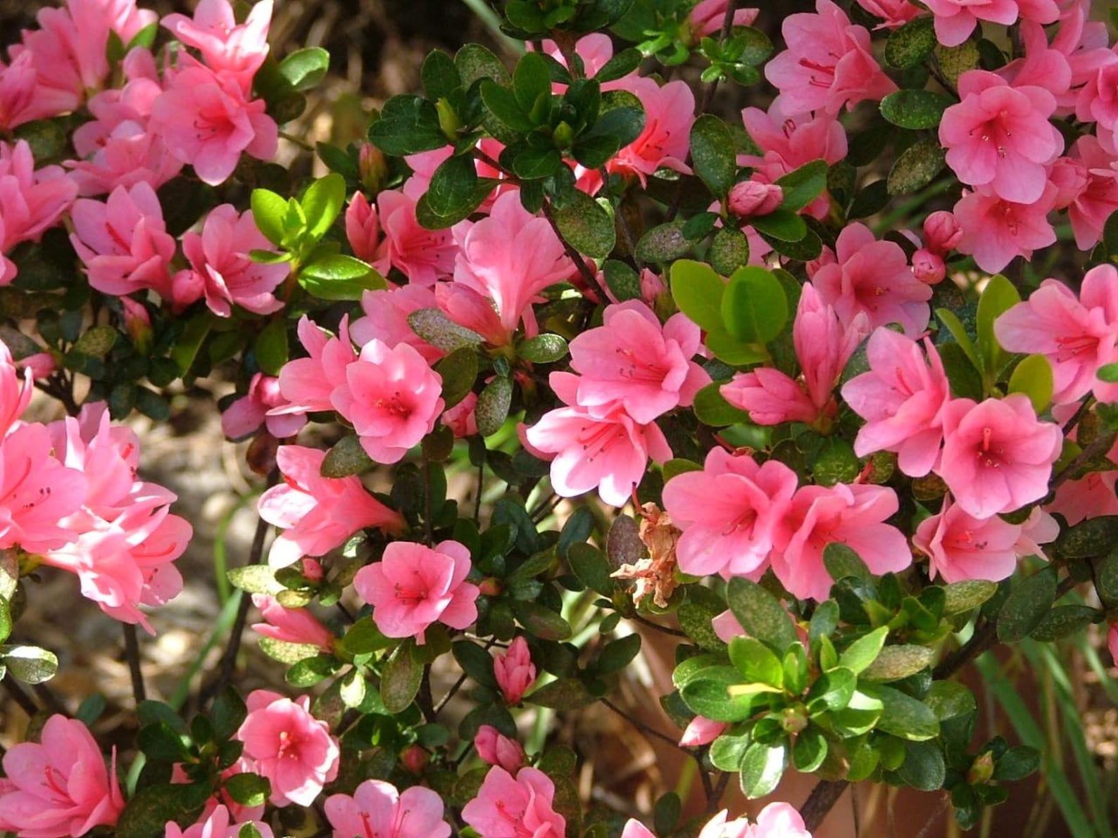 Gumpo Pink Azalea (rhododendron X 'gumpo Pink') - Etsy