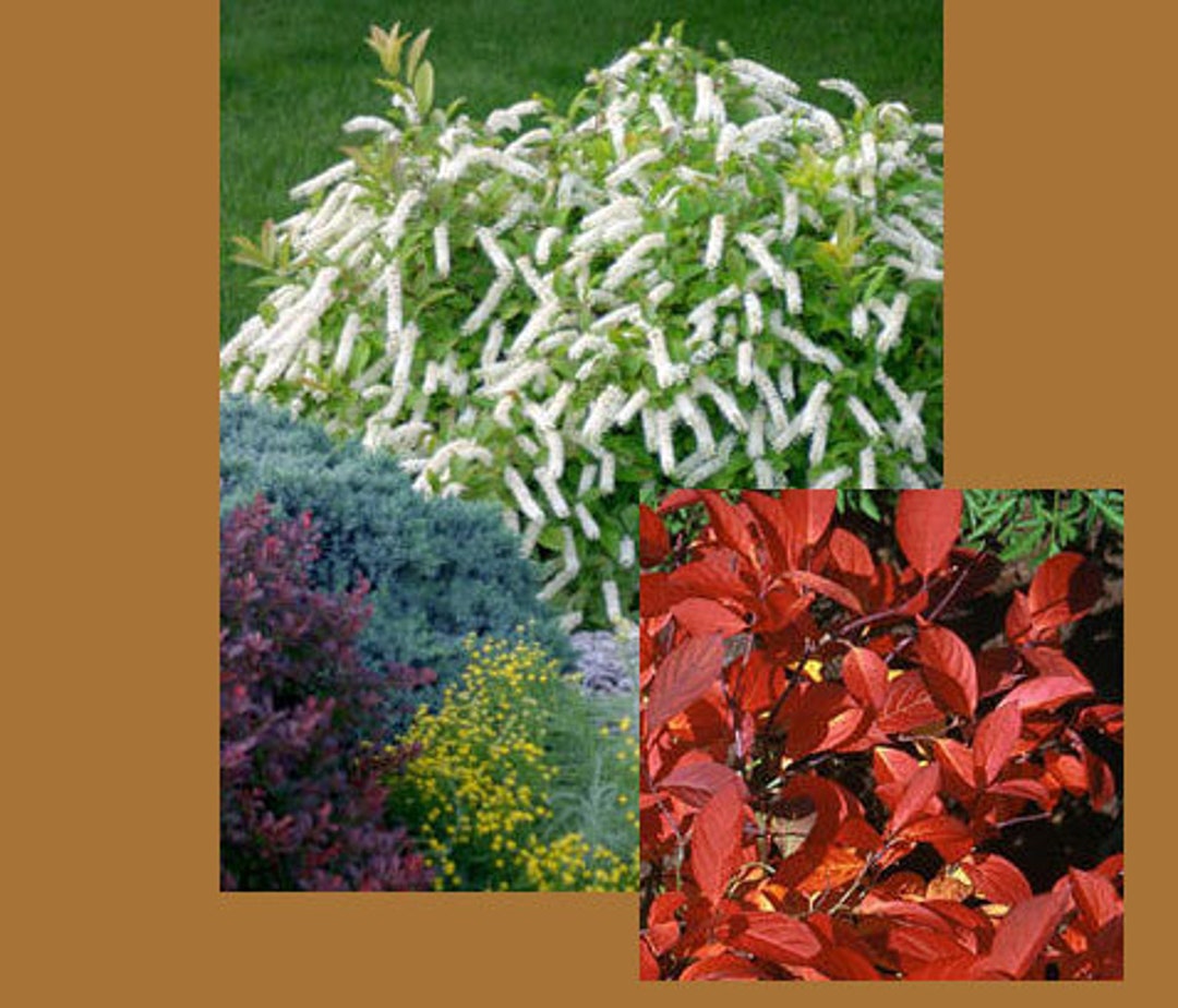 Little Henry (itea Virginica 'little Henry') - Etsy