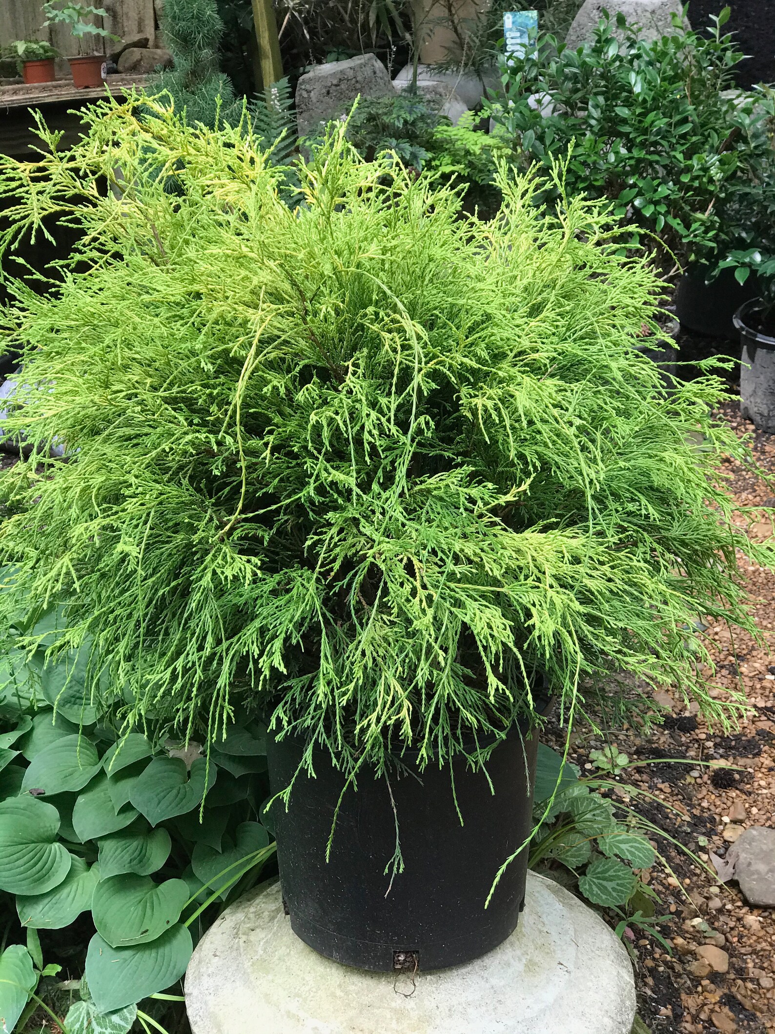 Sun Gold Threadleaf False Cypress (chamaecyparis Pisifera 'sun Gold ...