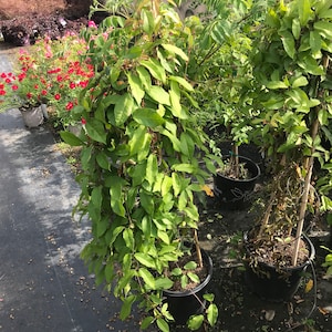 Crossvine 'shalimar Red' bignonia Capreolata - Etsy