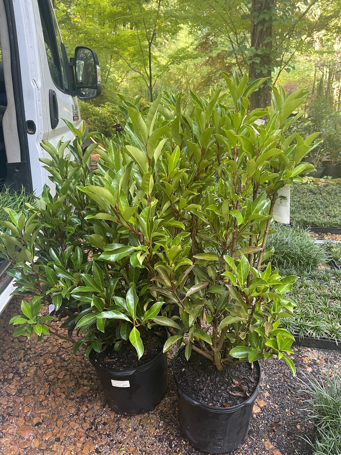 Chindo Viburnum viburnum Awabuki 'chindo' | Etsy