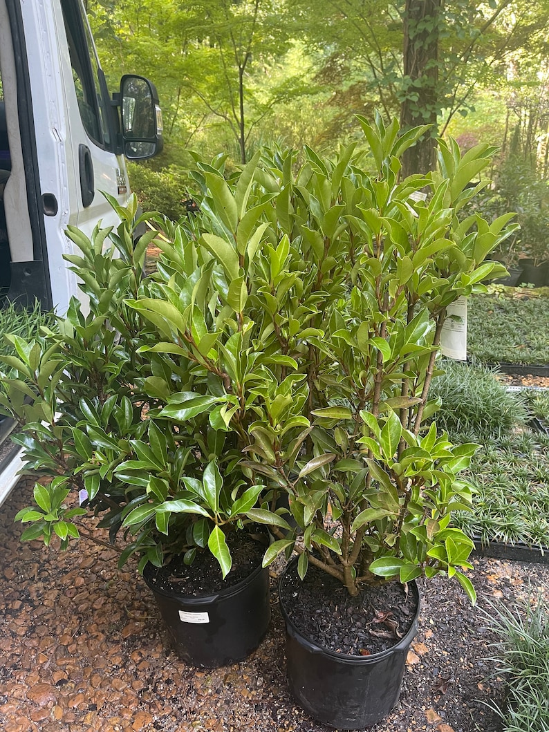 Chindo Viburnum viburnum Awabuki 'chindo' | Etsy