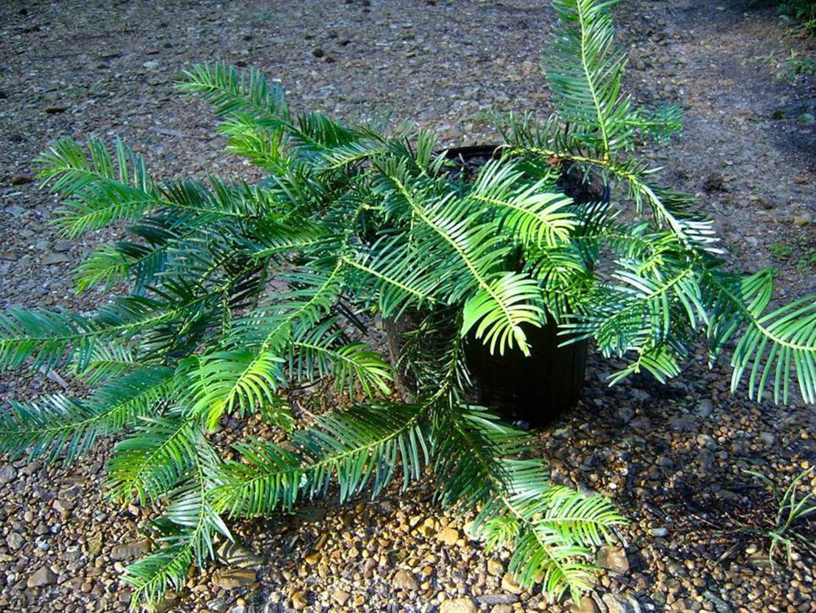Japanese Plum Yew (cephalotaxus Harringtonia 'prostrata') - Etsy