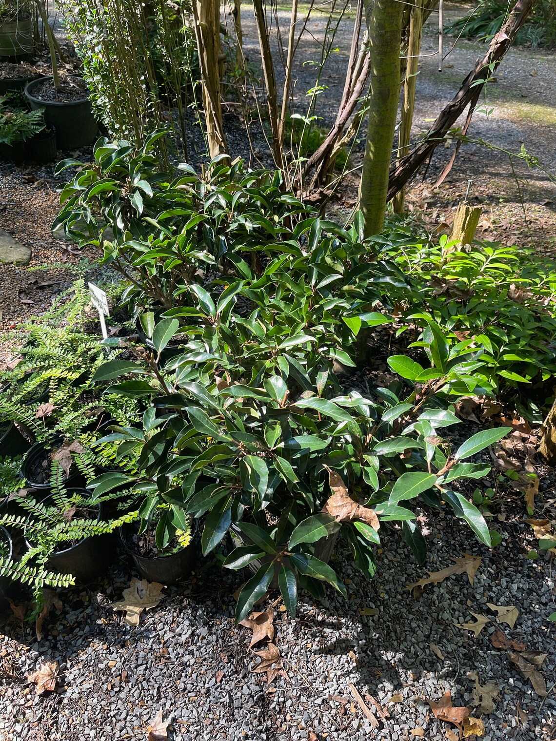 Chindo Viburnum (viburnum Awabuki 'chindo') - Etsy
