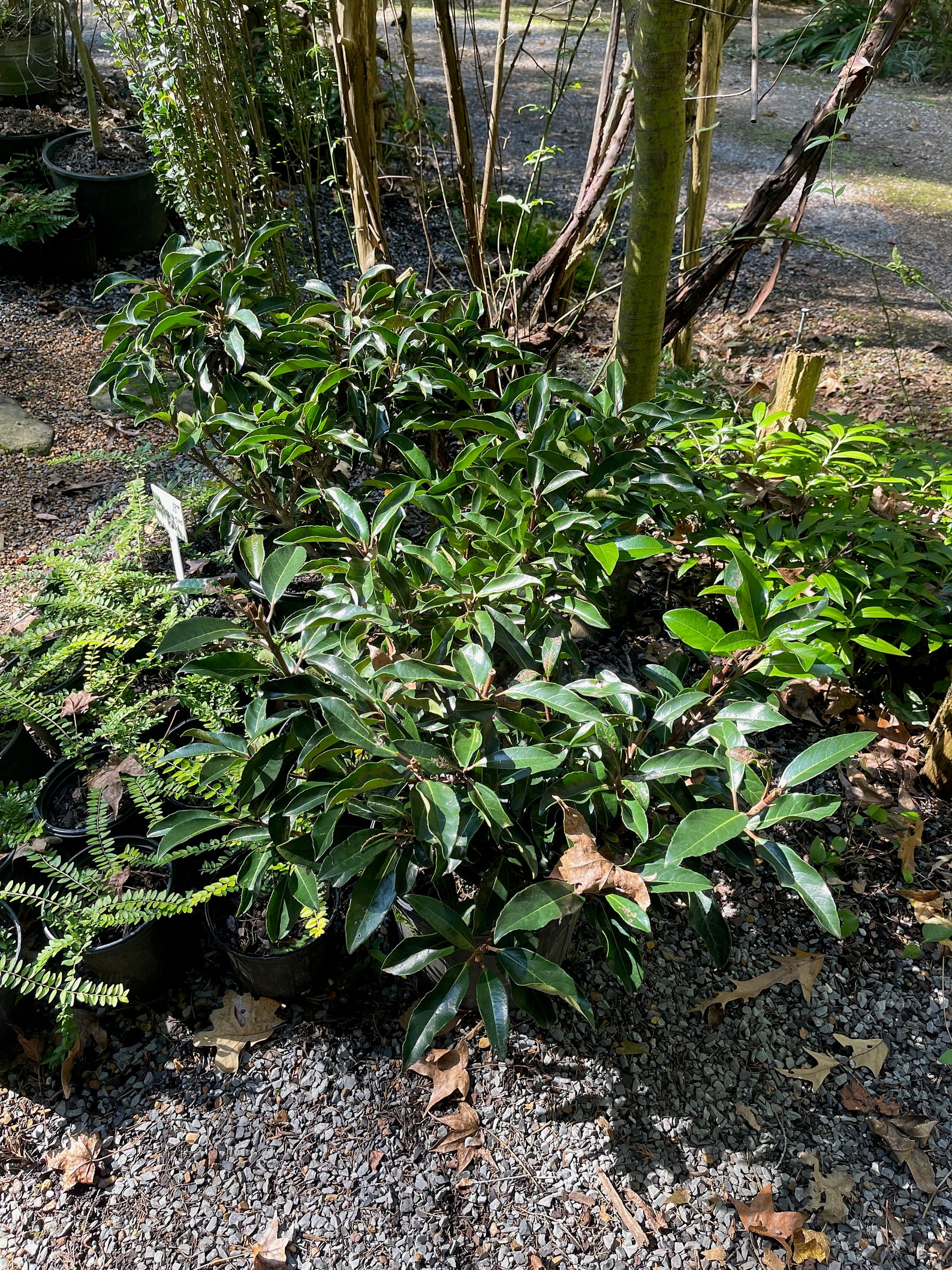 Chindo Viburnum (viburnum Awabuki 'chindo') - Etsy