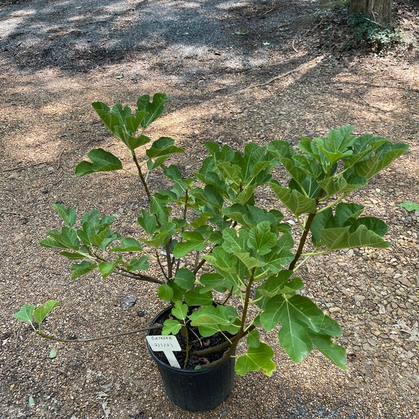 Dwarf Fig Tree - Etsy