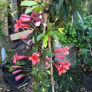 Crossvine 'shalimar Red' bignonia Capreolata - Etsy