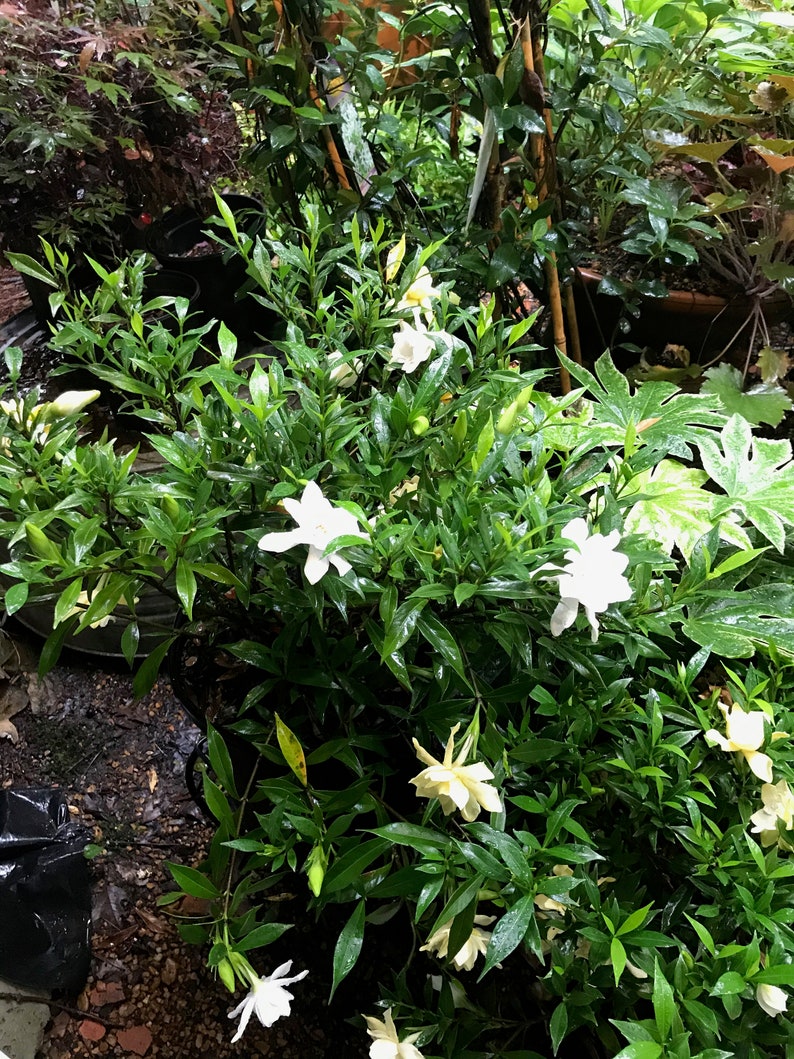 Jubilation Gardenia gardenia Jasminoides - Etsy