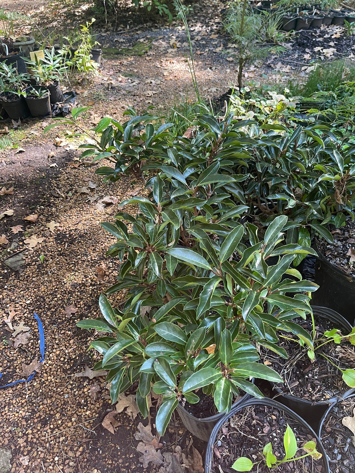 Chindo Viburnum (viburnum Awabuki 'chindo') - Etsy