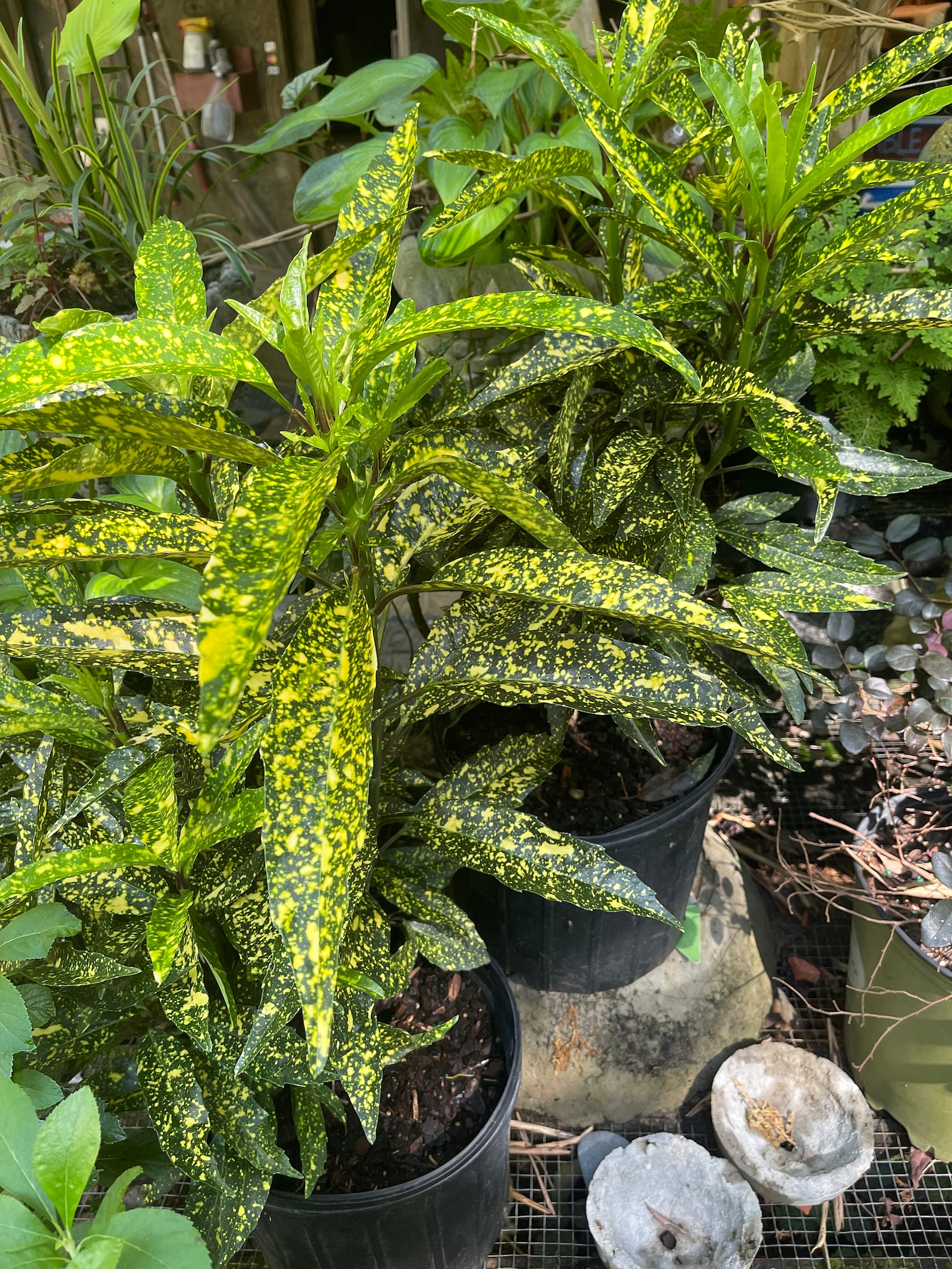 Variegated Gold Dust Plant (aucuba Japonica 'variegata') - Etsy