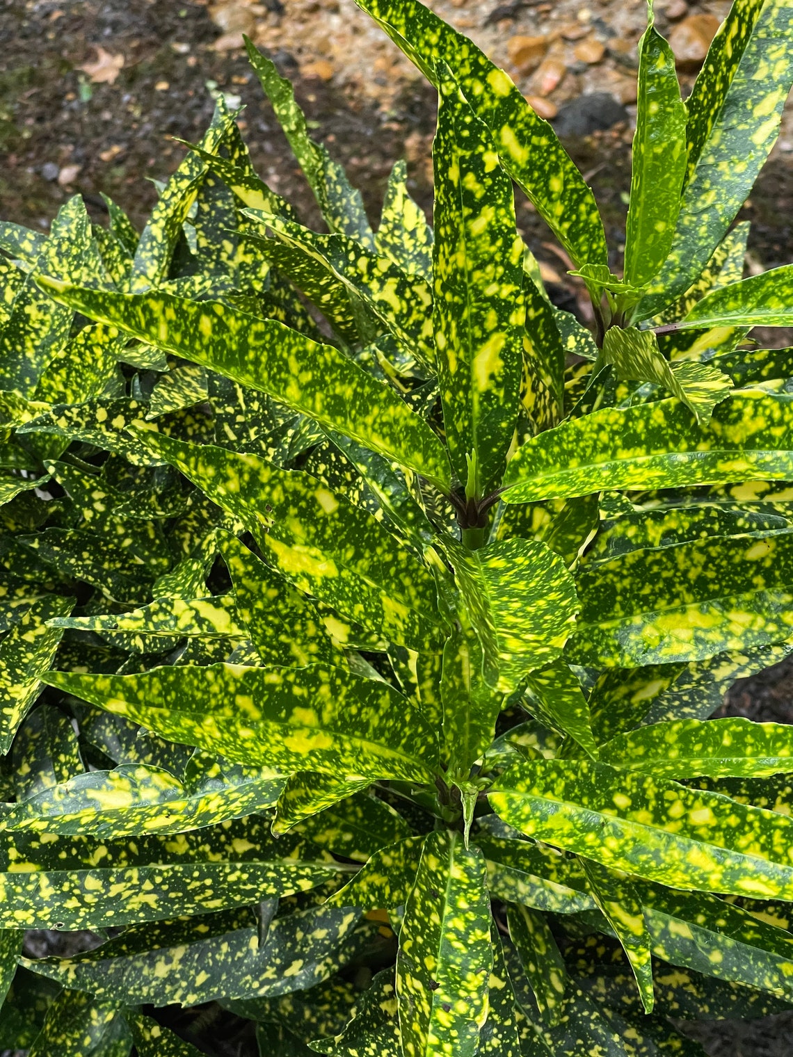 Variegated Gold Dust Plant aucuba Japonica - Etsy