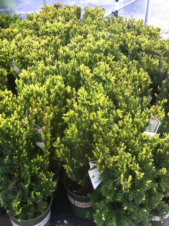Hicks Yew Evergreen Shrub TAXUS X MEDIA 'HICKSII' Hicks Yew | Camson