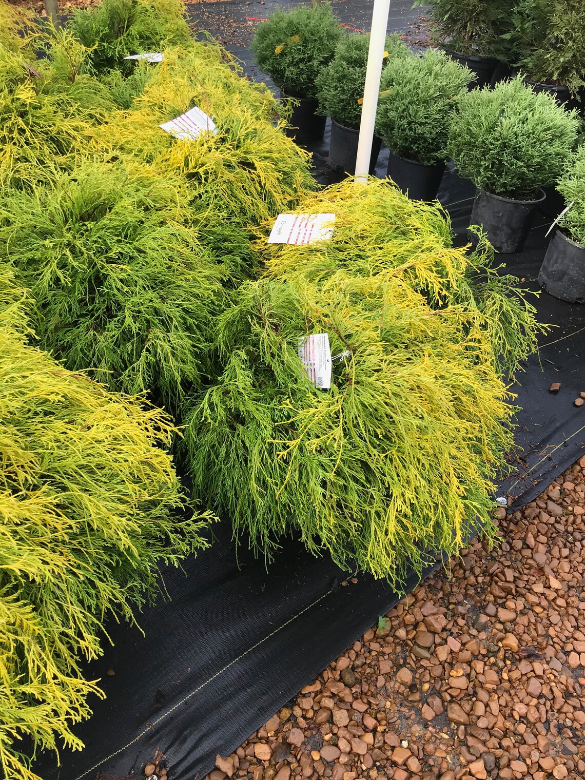 Sun Gold Threadleaf False Cypress (chamaecyparis Pisifera 'sun Gold ...