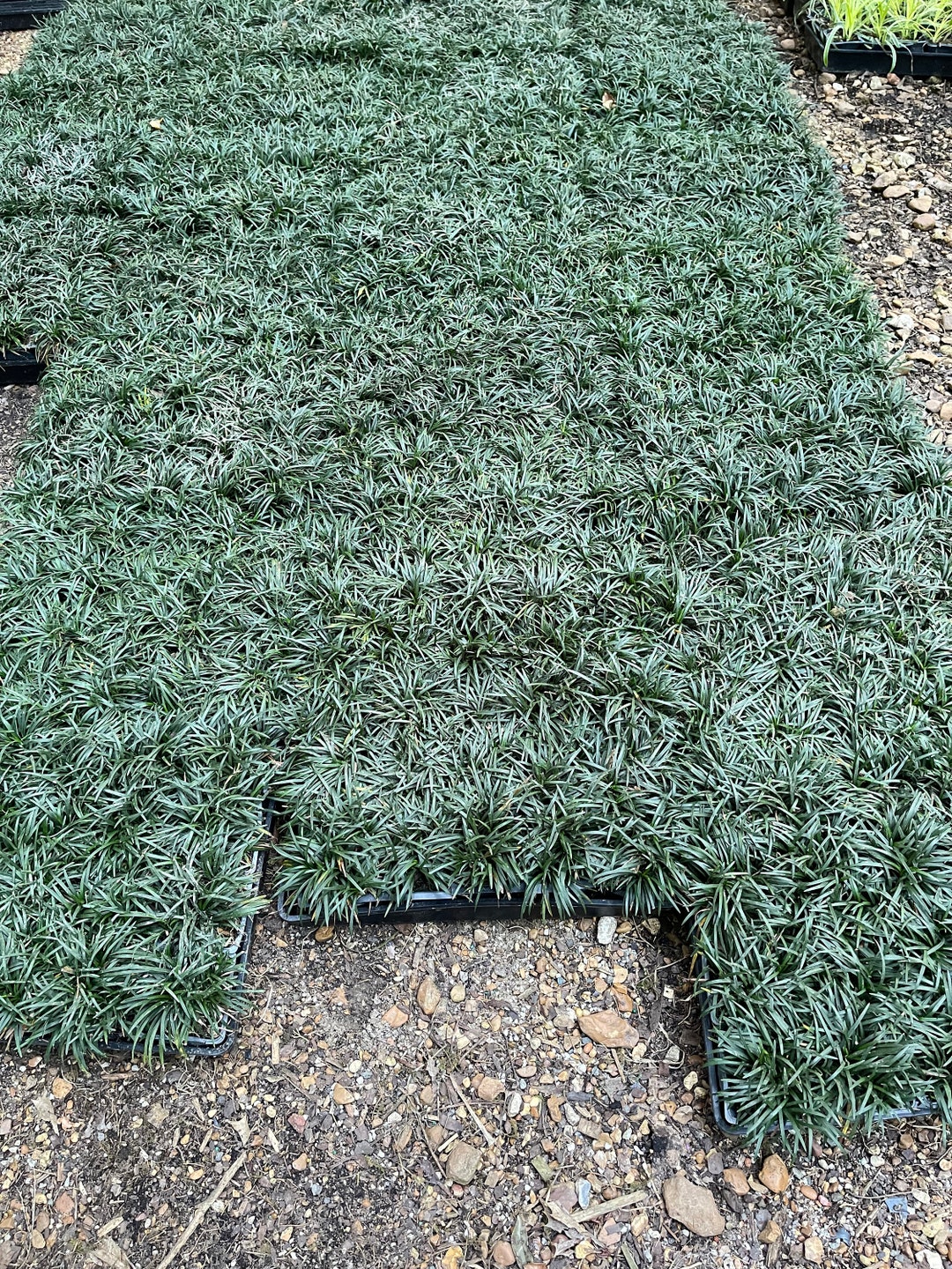 Dwarf Mondo Grass Ophiopogon Japonicus Nana Flats Etsy