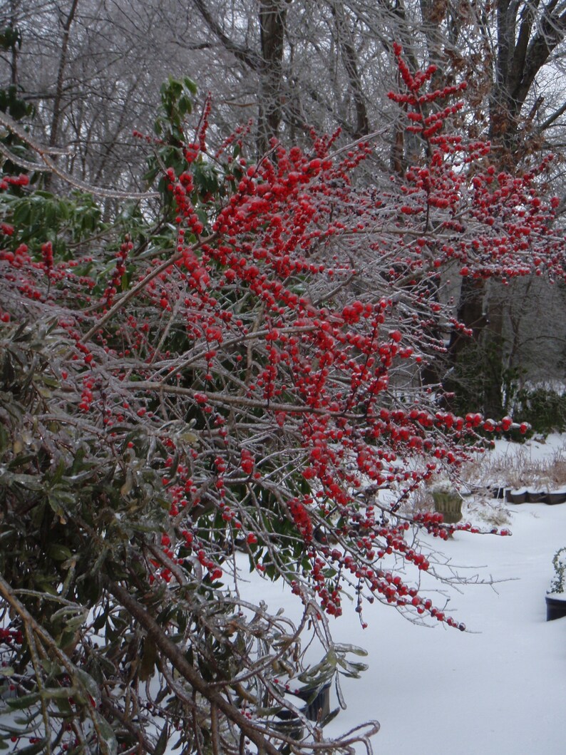 Winter Red Winterberry (ilex Verticillata) - Etsy