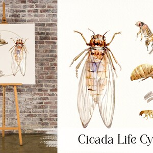 Cicada Life Cycle Clip Arts and Print - Etsy