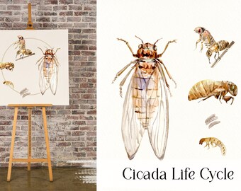 Life Cycle of a Cicada Foldable Sequencing Science Activity for Kids ...